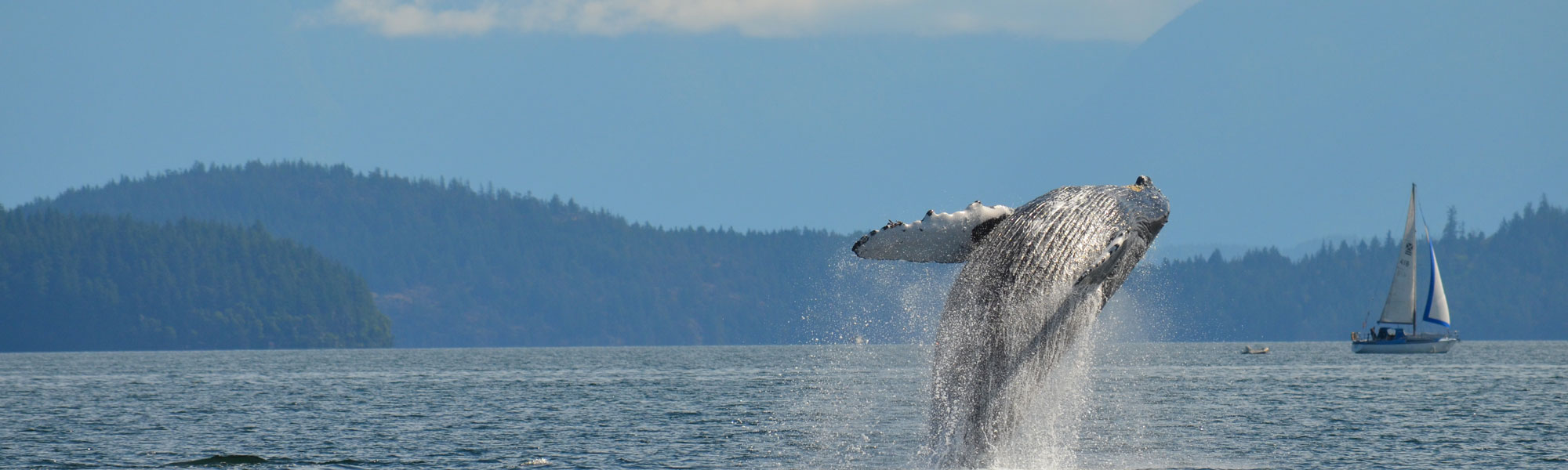 Wildlife Viewing - Vancouver Island BC Golf Vacations
